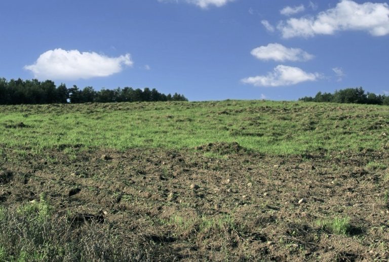 Choosing forage varieties - Alberta Farmer Express