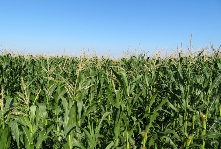 South Dakota, Ohio corn crops found better than 3-year average, tour ...