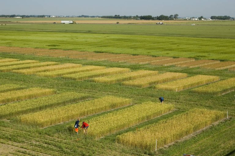 Latest Crops Stories - Alberta Farmer Express