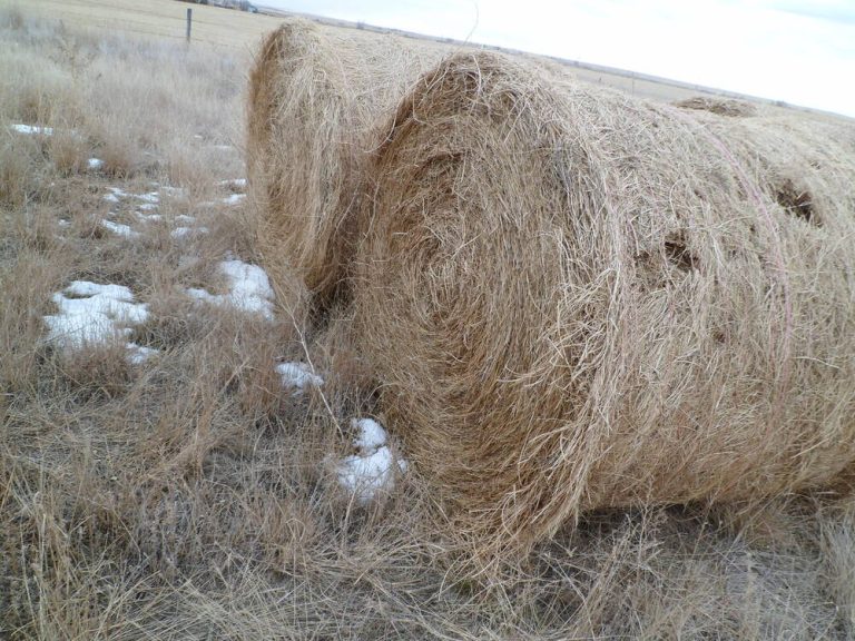 Alberta doubles down on rat strategy | Alberta Farmer Express