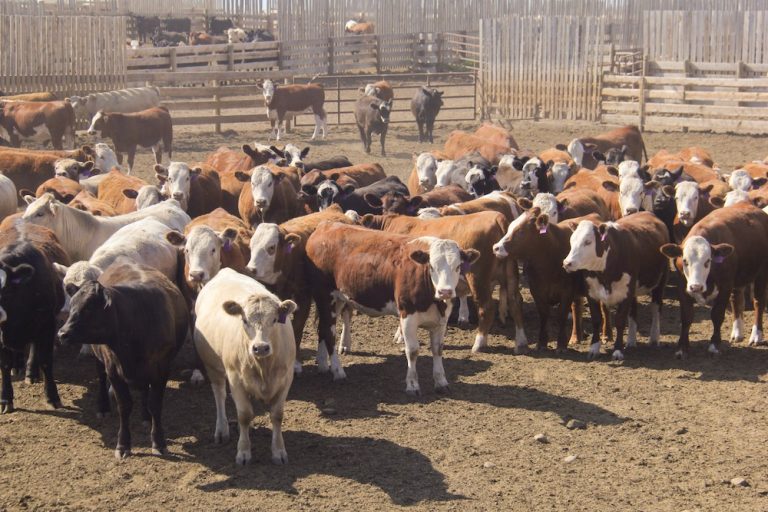 U.S. livestock: Cattle futures rise on strong beef, cash cattle markets ...