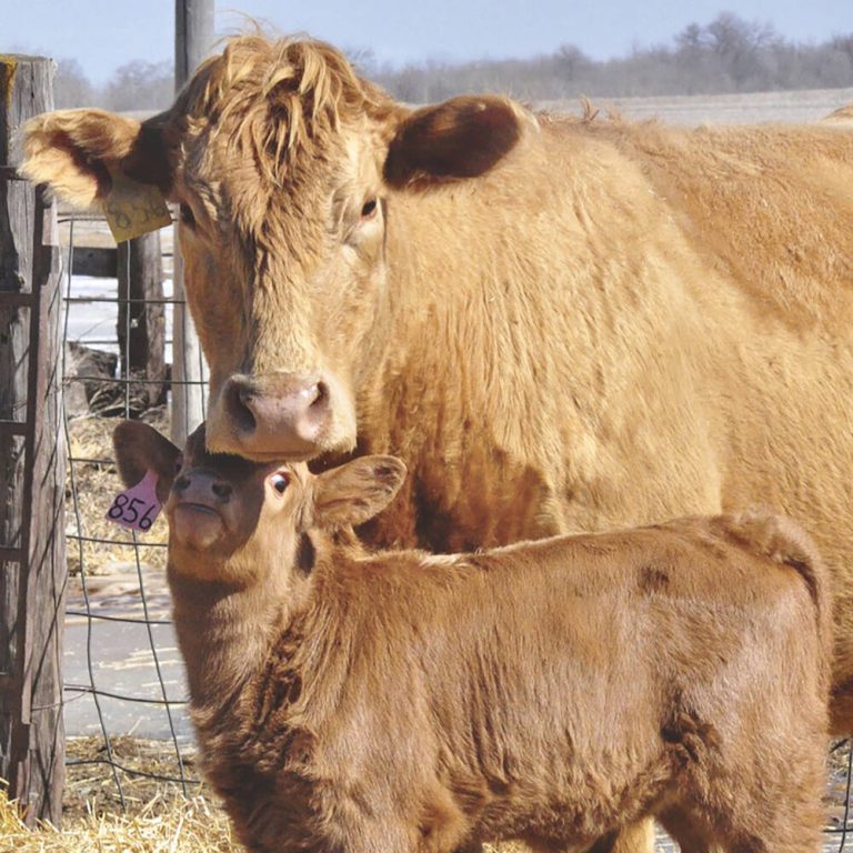 Lakeland College tackling livestock health solutions - Alberta Farmer ...