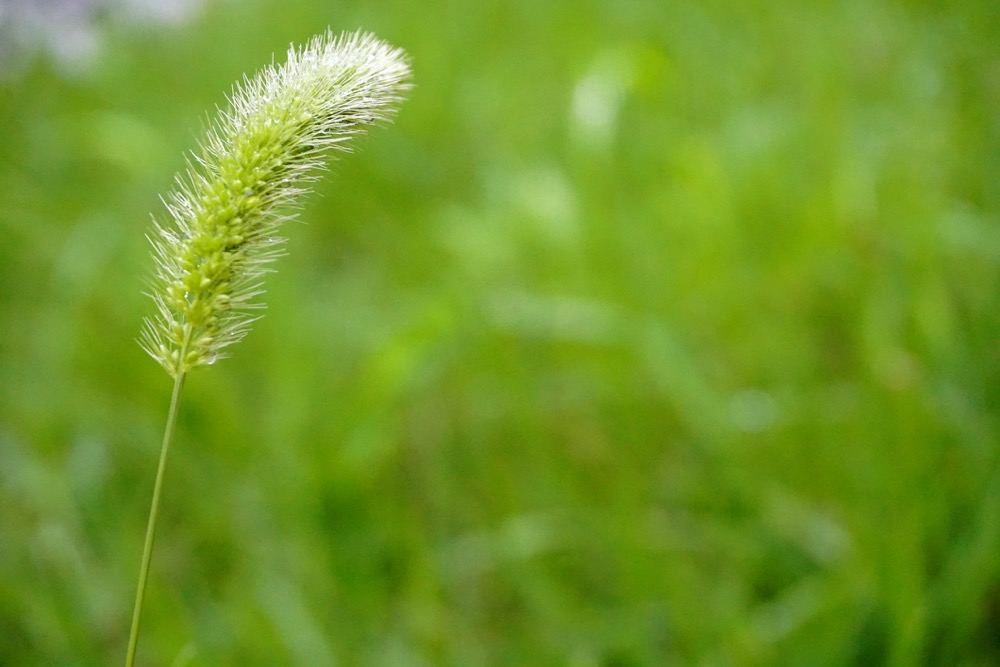 AgGronomyTV: Weed control ‘wins’ and concerns for growers - Alberta ...