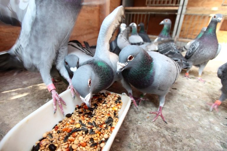 Newcastle disease identified in British Columbia - Alberta Farmer Express