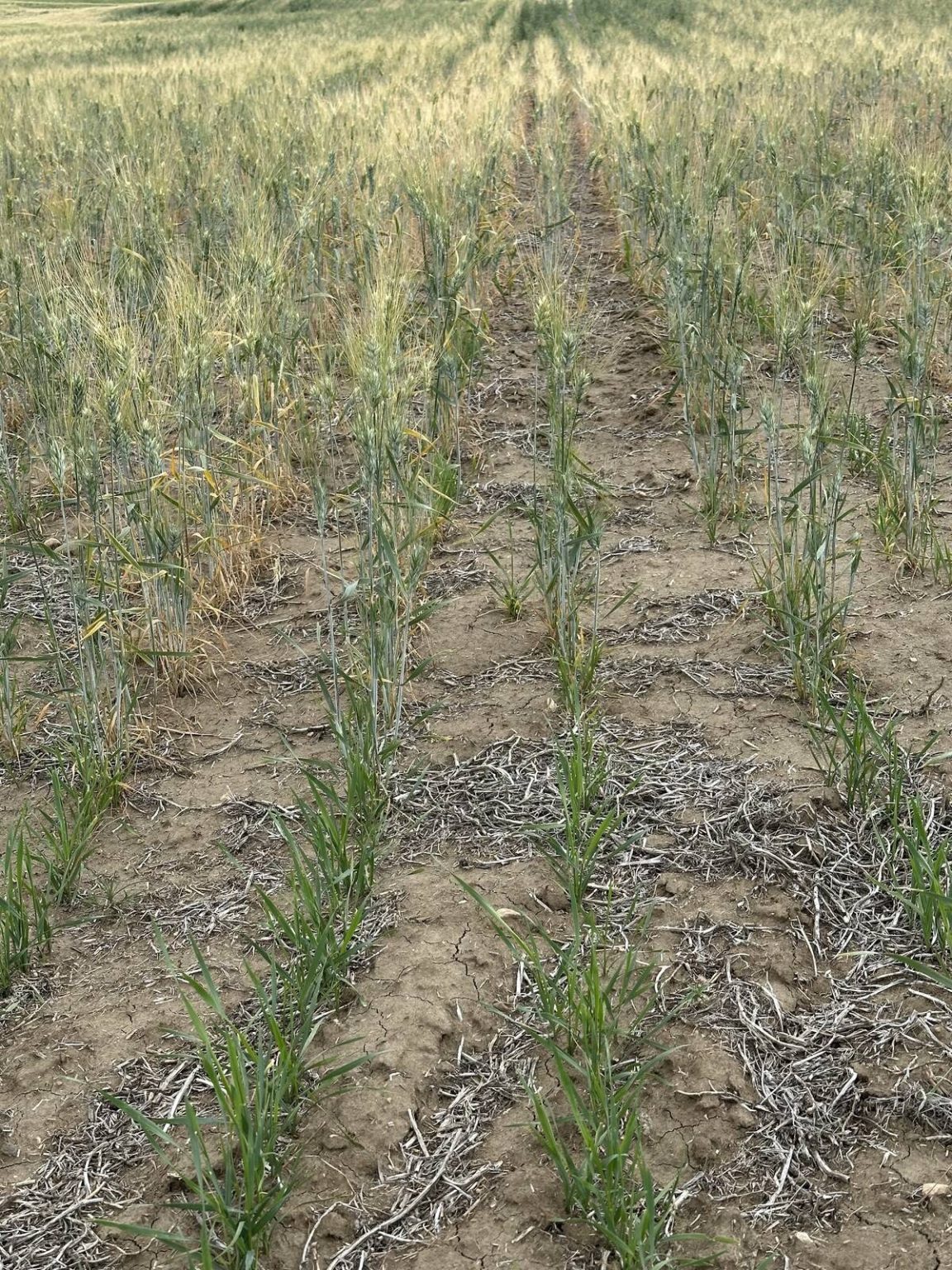 Several Alberta municipalities declare a state of agricultural disaster ...