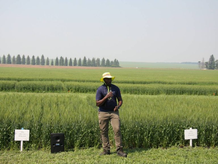 Humalite can improve nitrogen use efficiency, U of A data suggests
