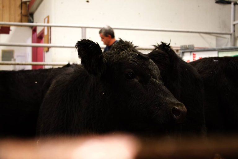 Klassen: Weaker fed market weighs on feeder cattle prices - Alberta ...