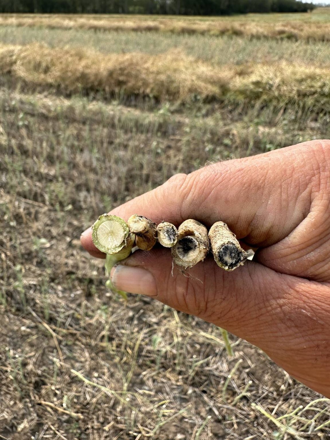 Scouting for disease in canola crops - Alberta Farmer Express